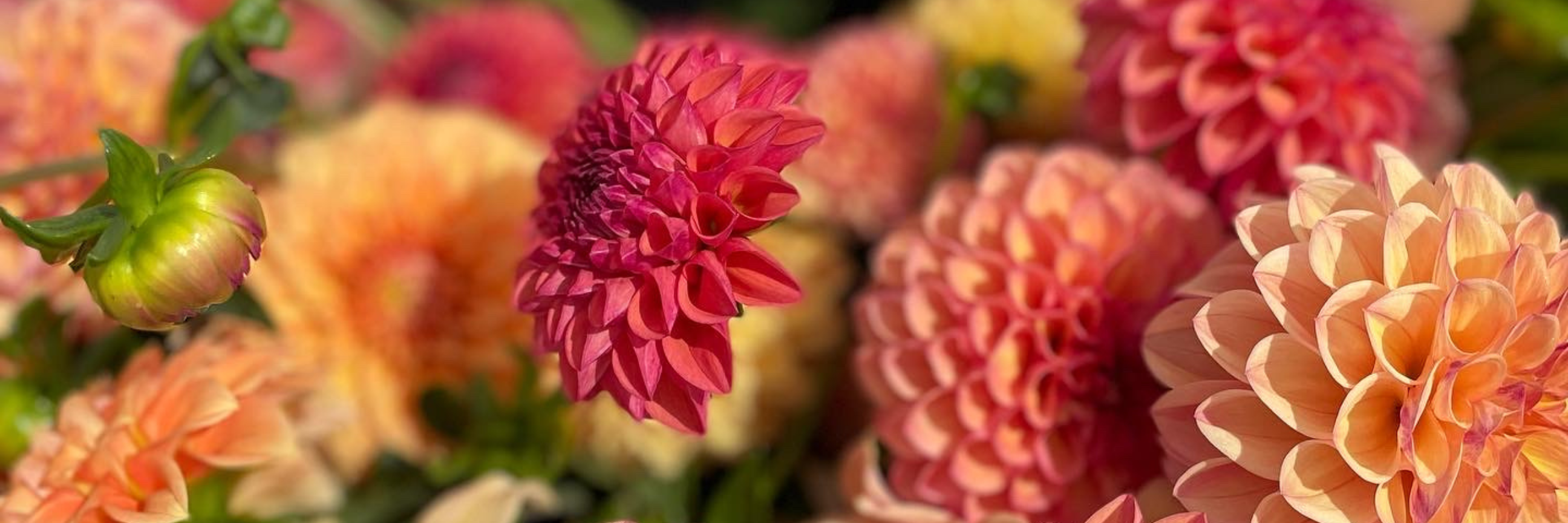 Coco and Honey Flower Farm