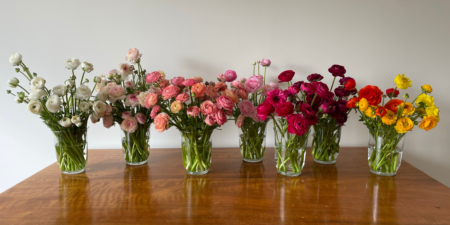 Coco and Honey Flower Farm