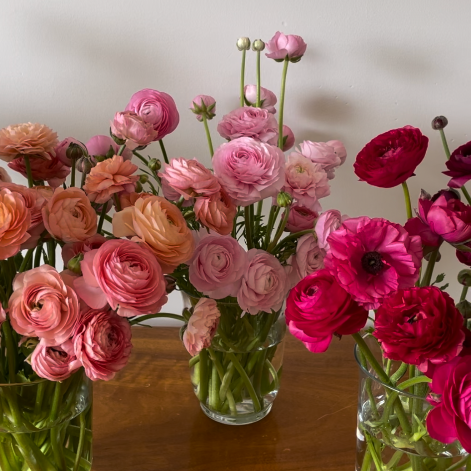 Ranunculus Corms – Coco and Honey Flower Farm